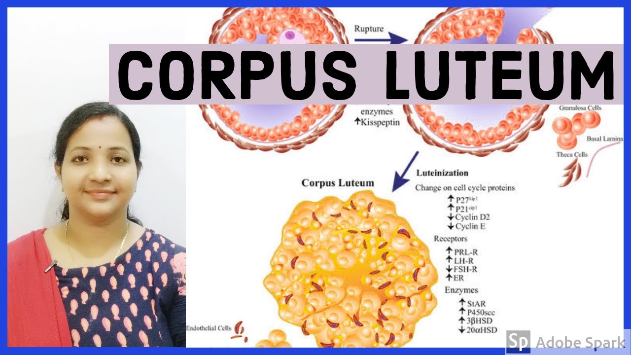 Formation of corpus luteum|Corpus albicans|Biology|NEET by SP Mam - YouTube
