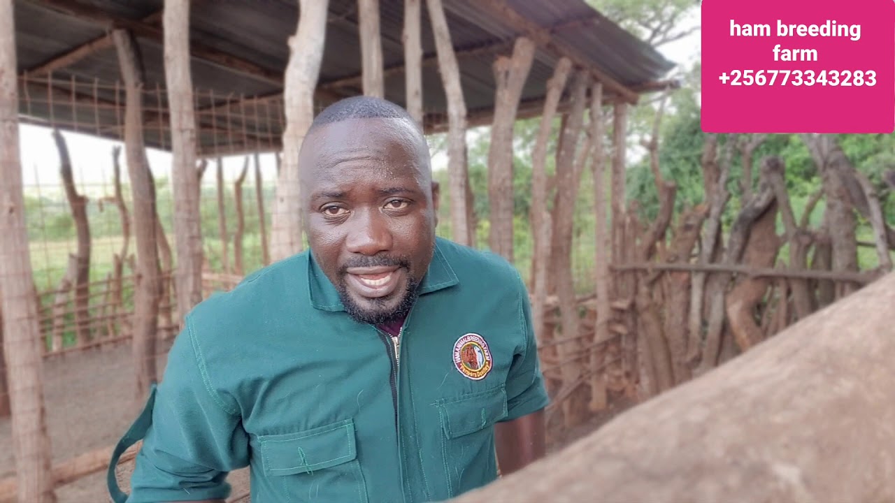 The basics u have to know for the success of goat farming by hamiisi ...