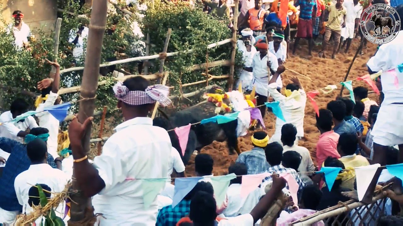 Nerkuppai jallikattu 2018 - YouTube