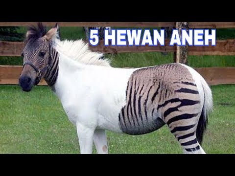 KUDA KAWIN DENGAN ZEBRA !!! 5 Hewan Aneh Hasil Persilangan