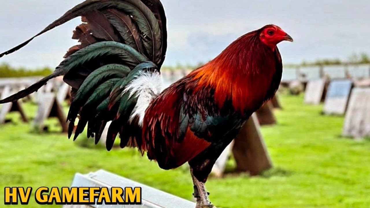 Whitehackle Ruble hatch Albany - HV FARM - YouTube