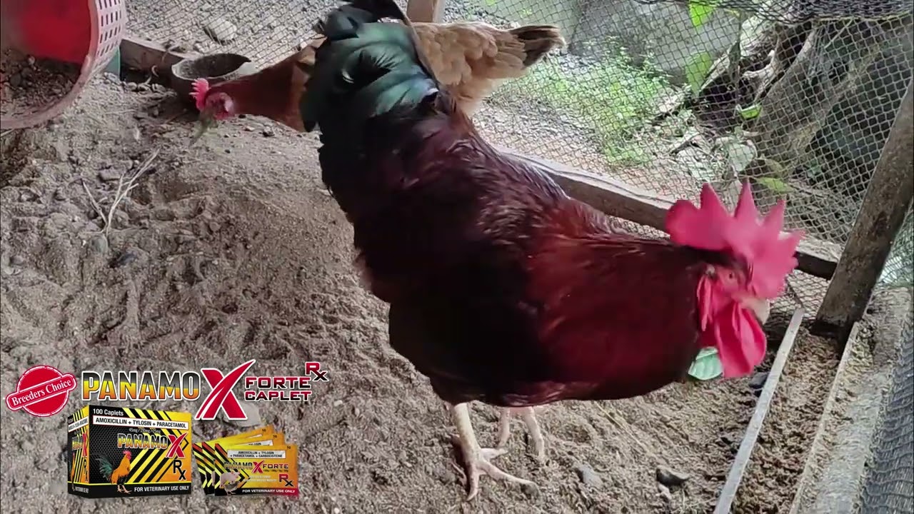 Gamot sa Sakit ng Manok Sipon Lagnat Coryza Laway Laway Bulutong Sugat ...