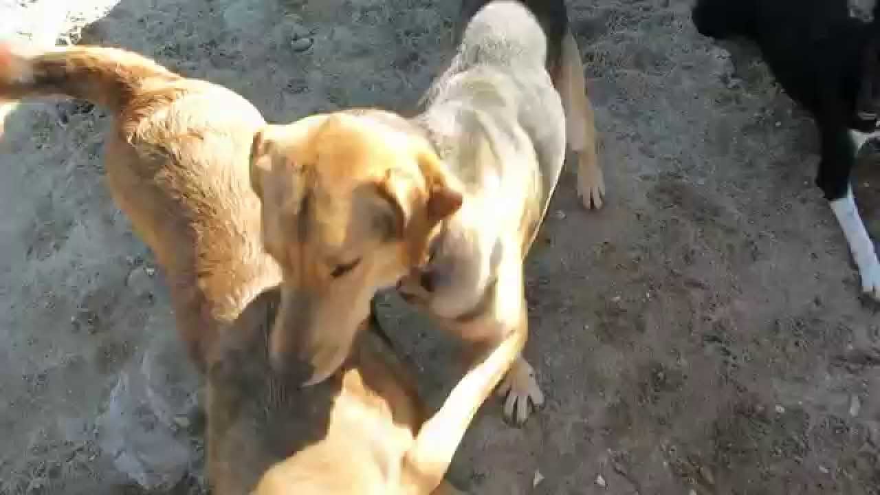 Rusty and Stella playing video - YouTube