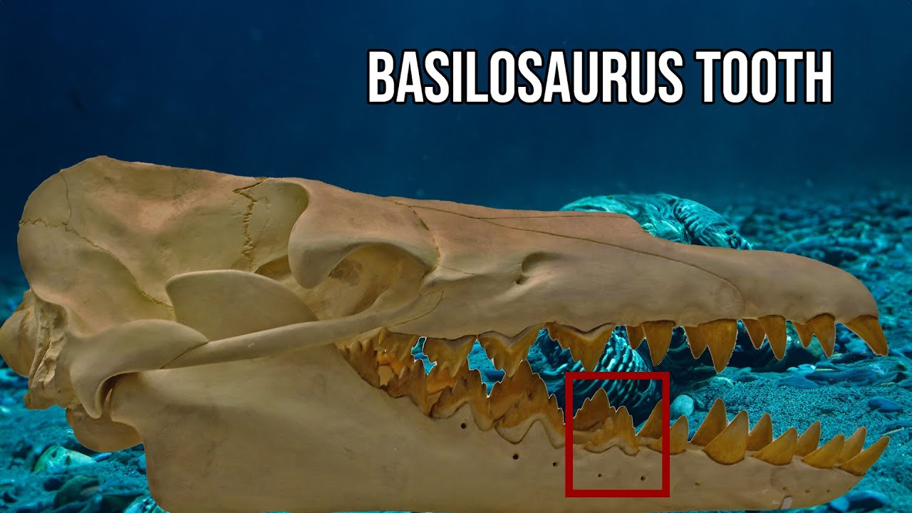 Rare basilosaurus tooth find in New Zealand - YouTube