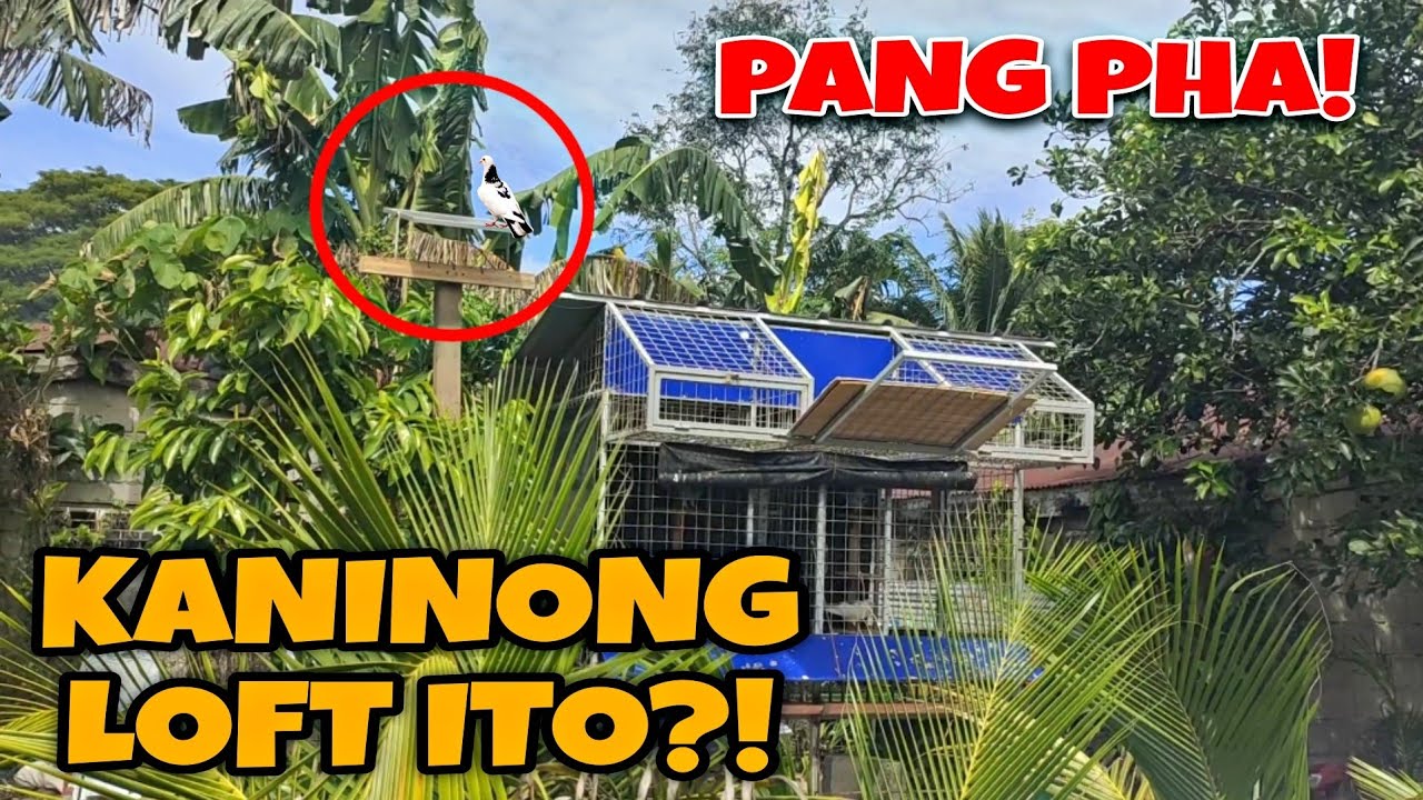 SINUGOD KO BAGONG LIPAT NA LOFT NG KALAPATI DITO SA PROBINSYA, MALA PHA ...
