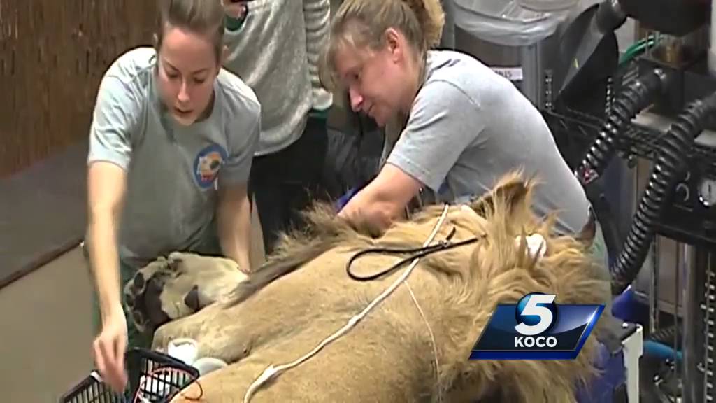 FULL VIDEO: Lion's examination at the Oklahoma City Zoo - YouTube