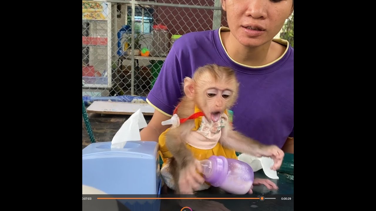 OMG!! Cute Baby Monkey LUNA Full Drinking Milk Until Vomit Milk Out ...