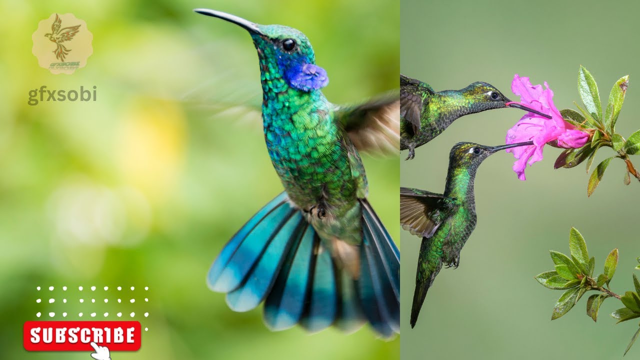 Hummingbirds - YouTube