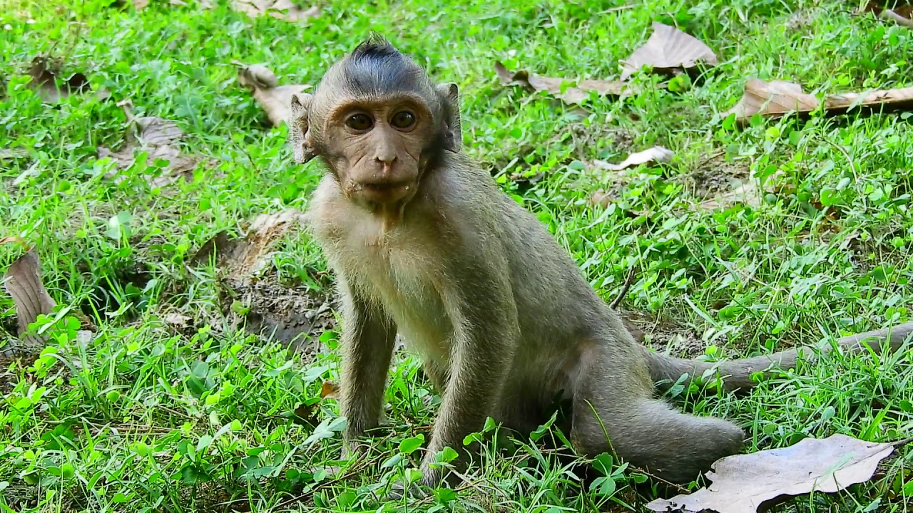 Timo is smart monkey when his mother not stay with, this real life of ...