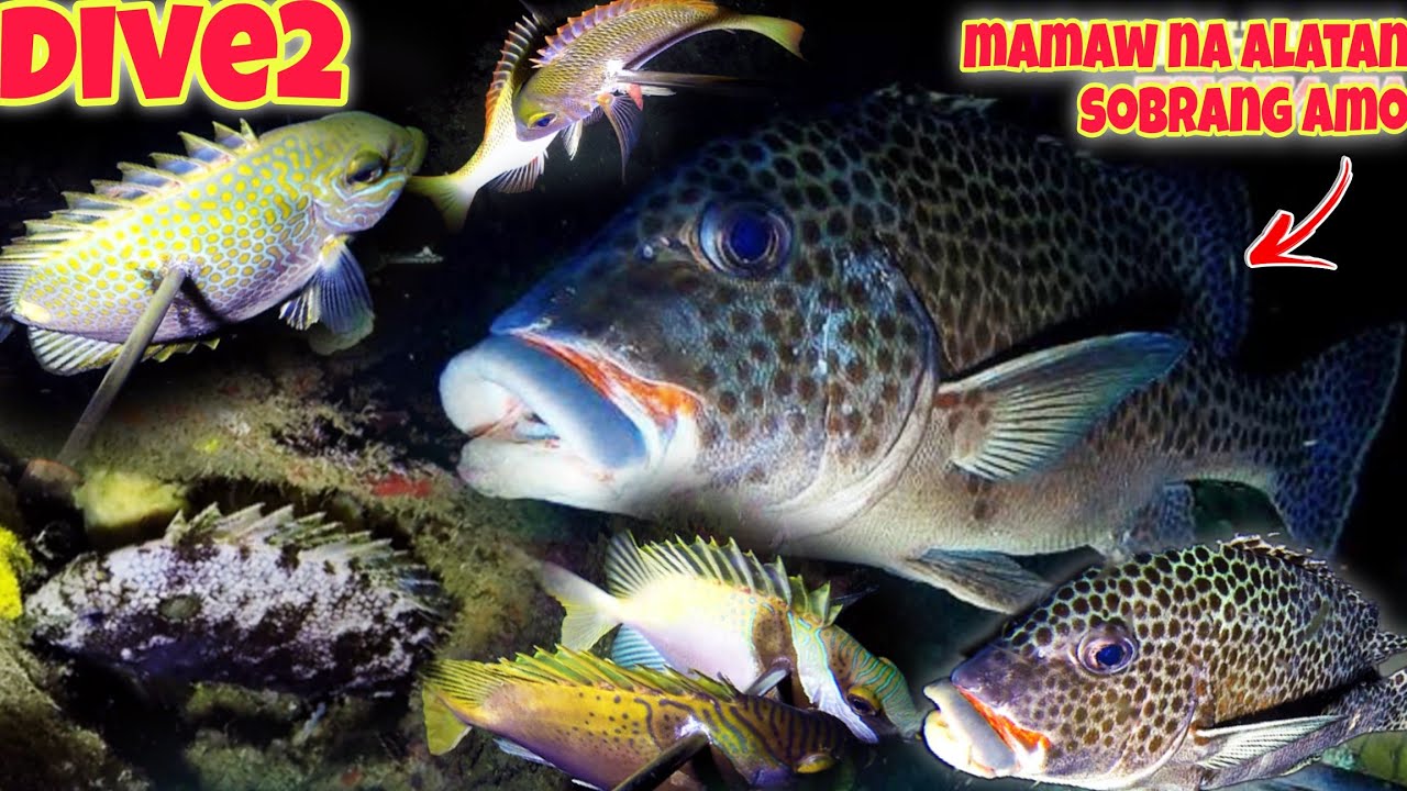 eps.233 DIVE2 MAMAW NA ALATAN SOBRANG AMO🤩SAMARAL AT KANUPING #fishing ...