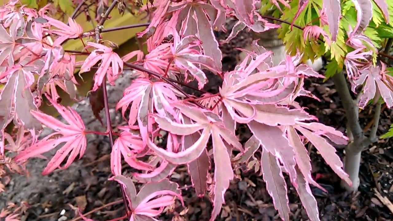 Acer Shirazz / Pink Passion - Leaf Detail - 17th May 2017 - YouTube