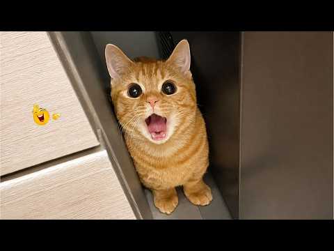 FUNNIEST CAT FAILS CAUGHT ON CAMERA 🤣😹– Try Not To Laugh | Best Cat Videos 🐈