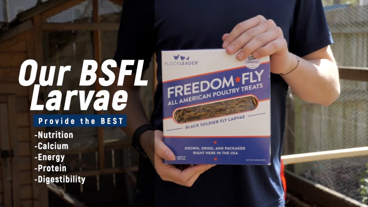 Black Soldier Fly Larvae (BSFL) Harvest Stage - YouTube