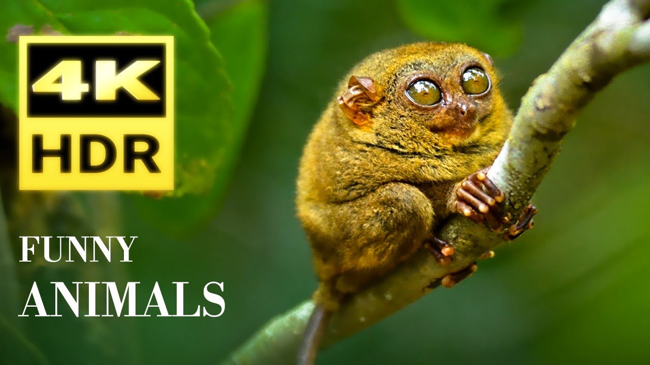 Funny Animals 4K HDR - The Most Beautiful Animals With Relaxing Music ...