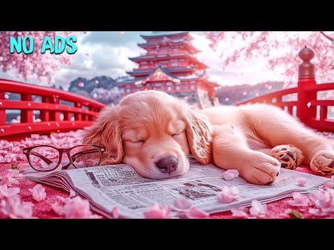 Rahatlama için 11 saatlik hafif sesler 🐶 Stresten uzak bir uyku için köpeklerin en sevdiği müzik 🎵