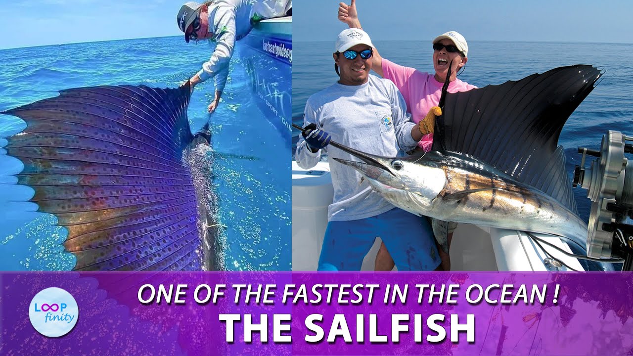 One of the fastest fish - The Sailfish - YouTube
