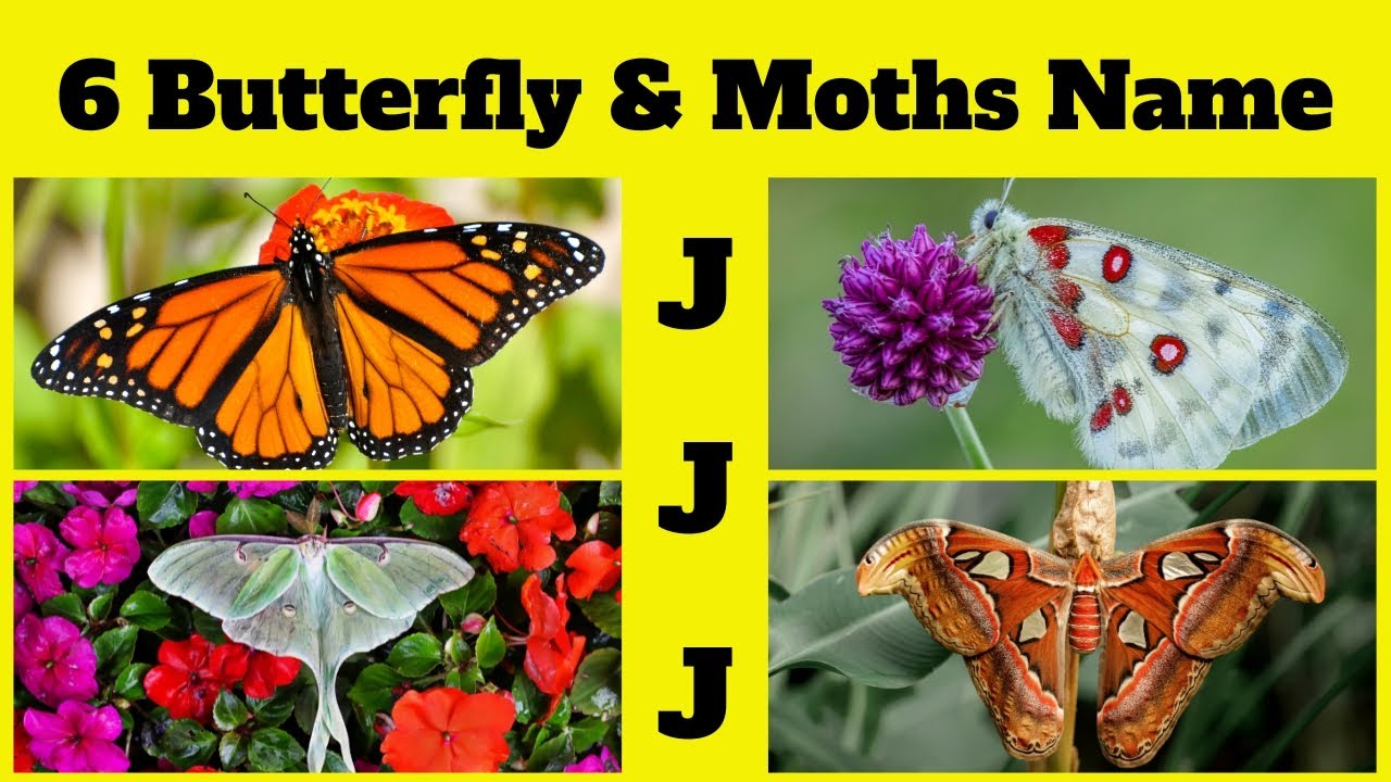 ABCs of Butterflies & Moths | 6 Butterfly & Moths Name Start with J ...