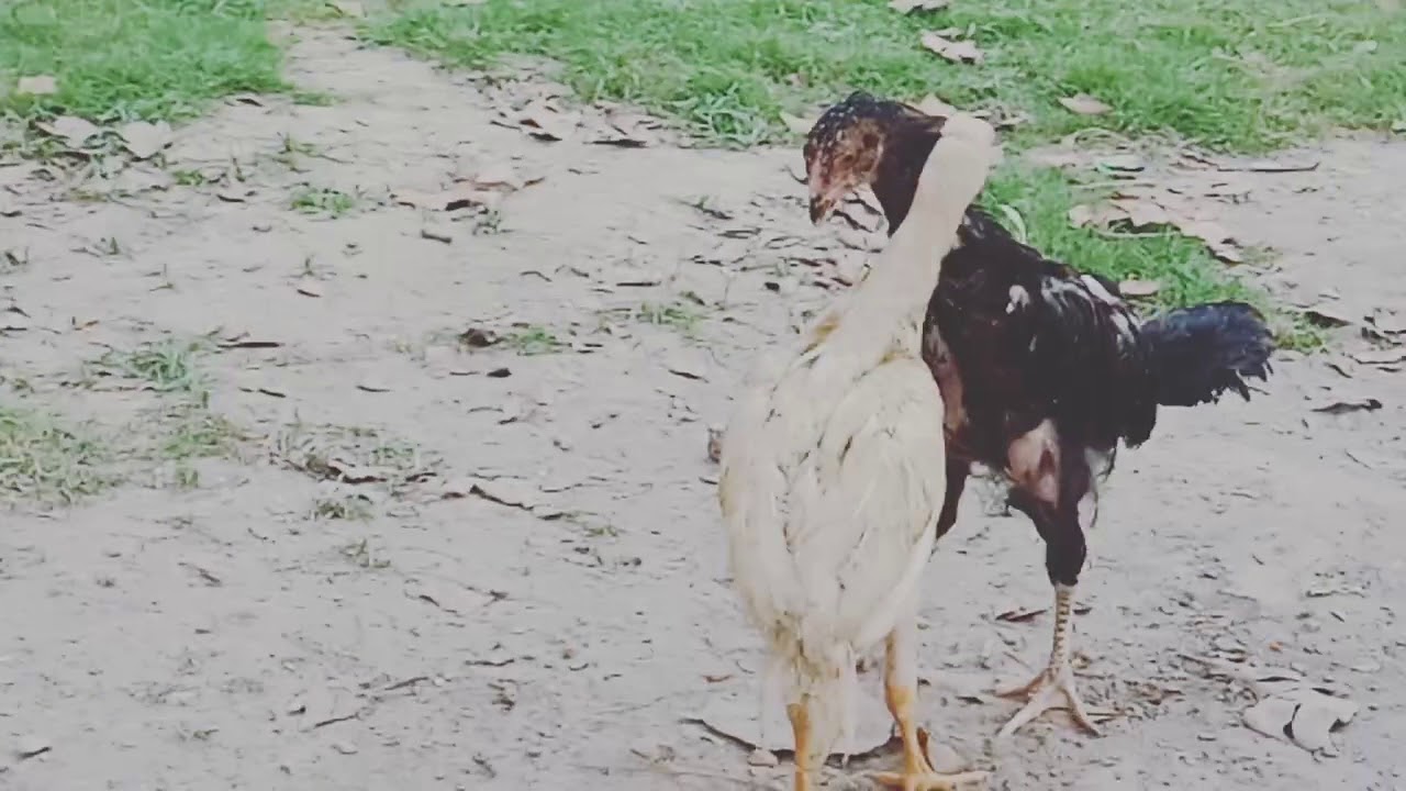 Aseel patha white 1 month old - YouTube