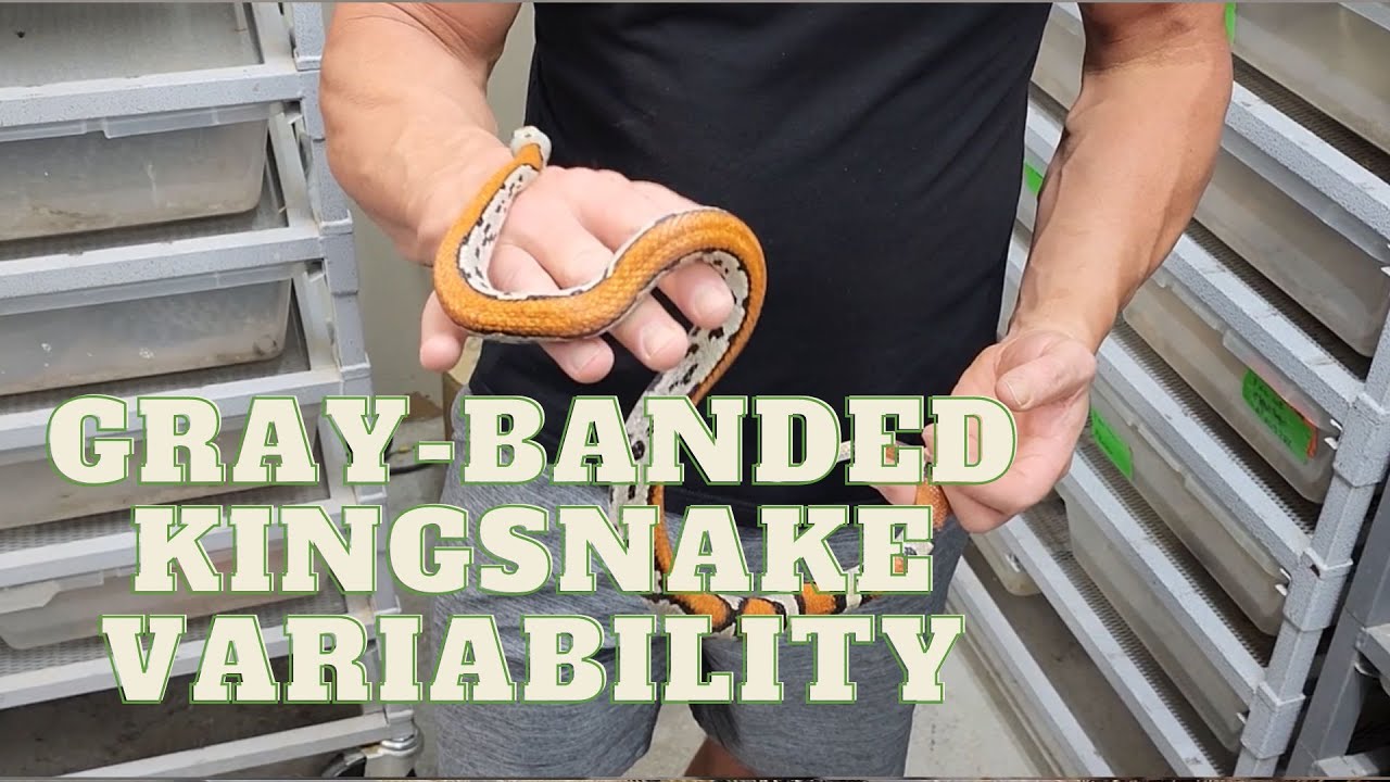 GRAY-BANDED KINGSNAKE variability. Something for everyone. - YouTube