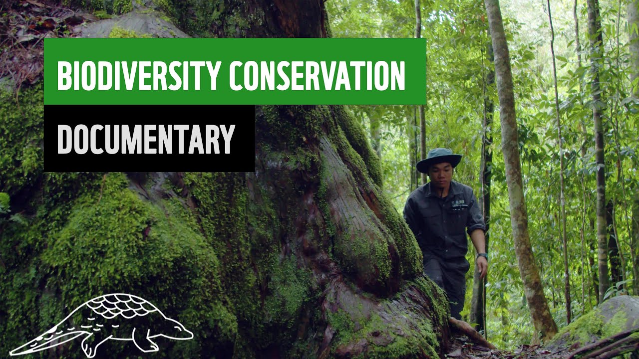 COMMUNITY-BASED FOREST PROTECTION - A story behind - YouTube