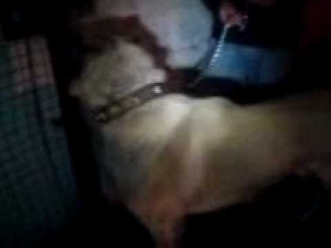 Kangal Turkish Dog goes mental when it spots a Boxer