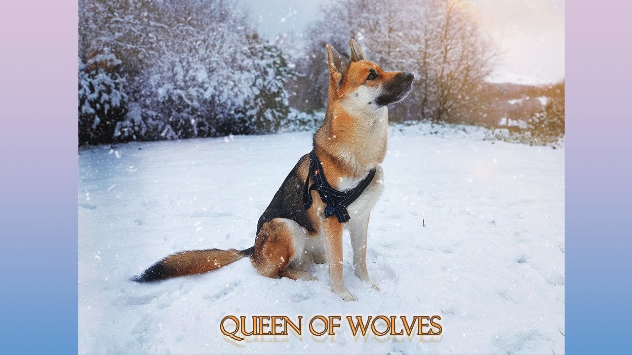 Queen of Wolves - A Tale of Loyalty & Love [Extended Version and Lyrics ...