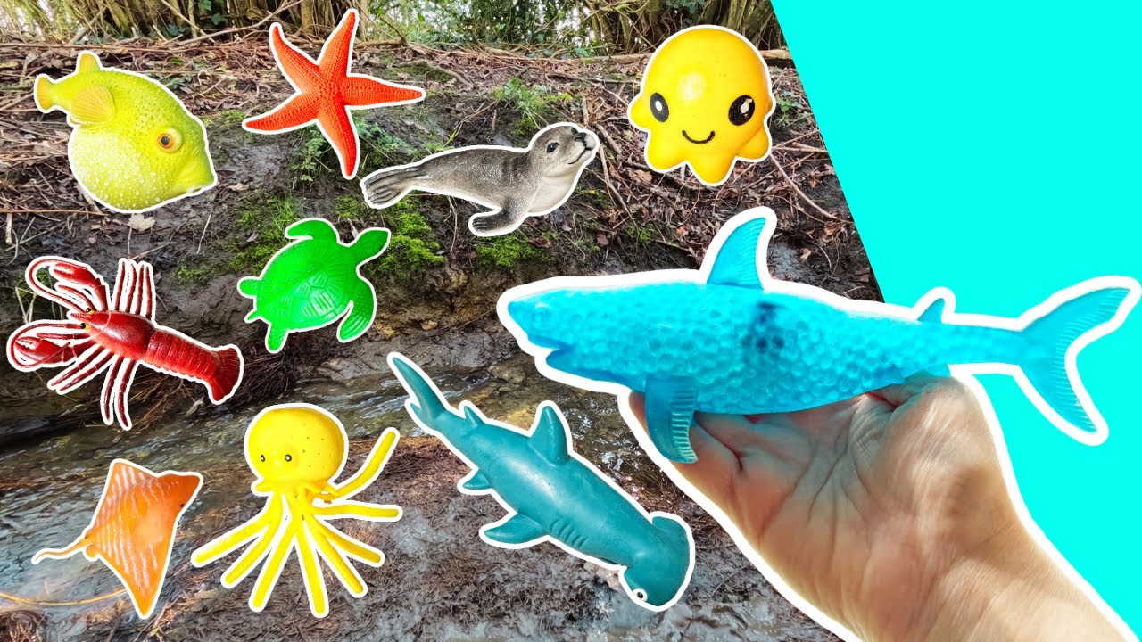 Kids Learn | Sea Animal Names & Facts for Babies Toddlers: Lobster ...