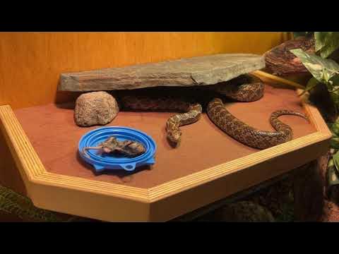 Snake Target Training - Step One - YouTube
