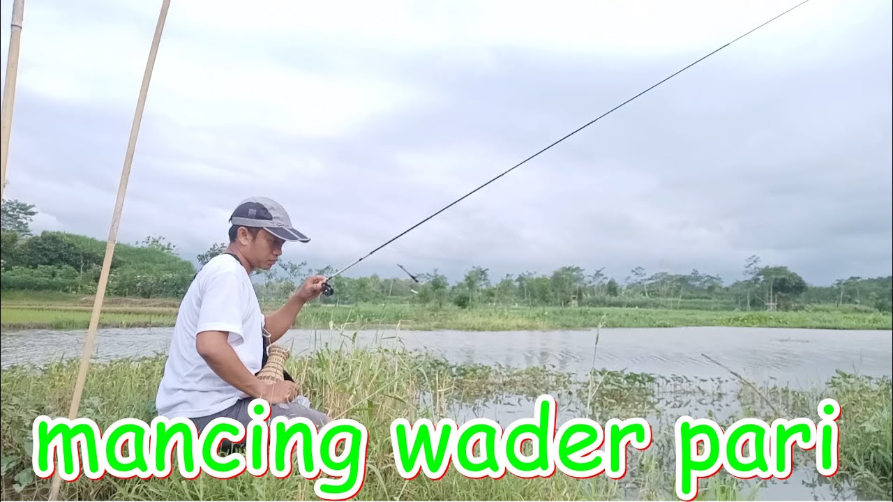 Mancing Wader Pari, tarikannya membuatku terlena - YouTube