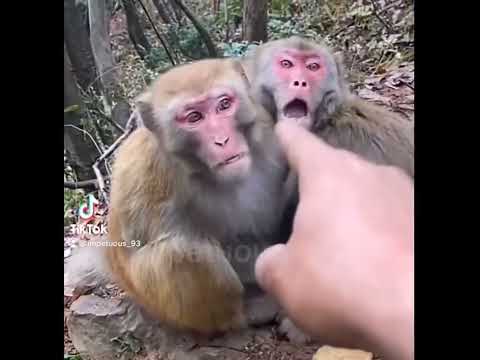 gülmeli videolar gülmekden oluceksiniz