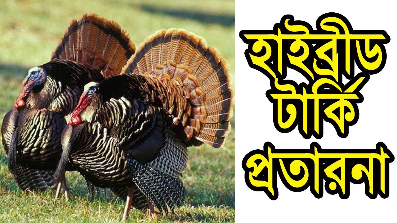 হাইব্রিড টার্কির নামের প্রতারনা | হাইব্রীড টার্কি খামার | Hybrid Turkey ...
