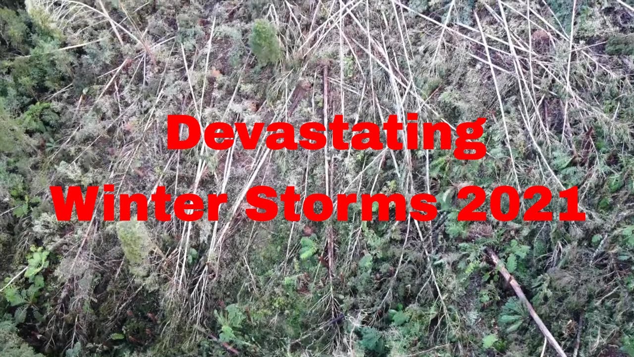 Devastating Impact Of Winter Storms For Forests, Victoria - June 2021 ...