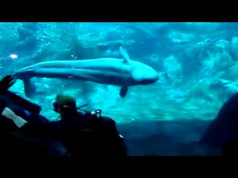 Beluga Whale Sounds Like A Human | Noc Talking Whale - YouTube