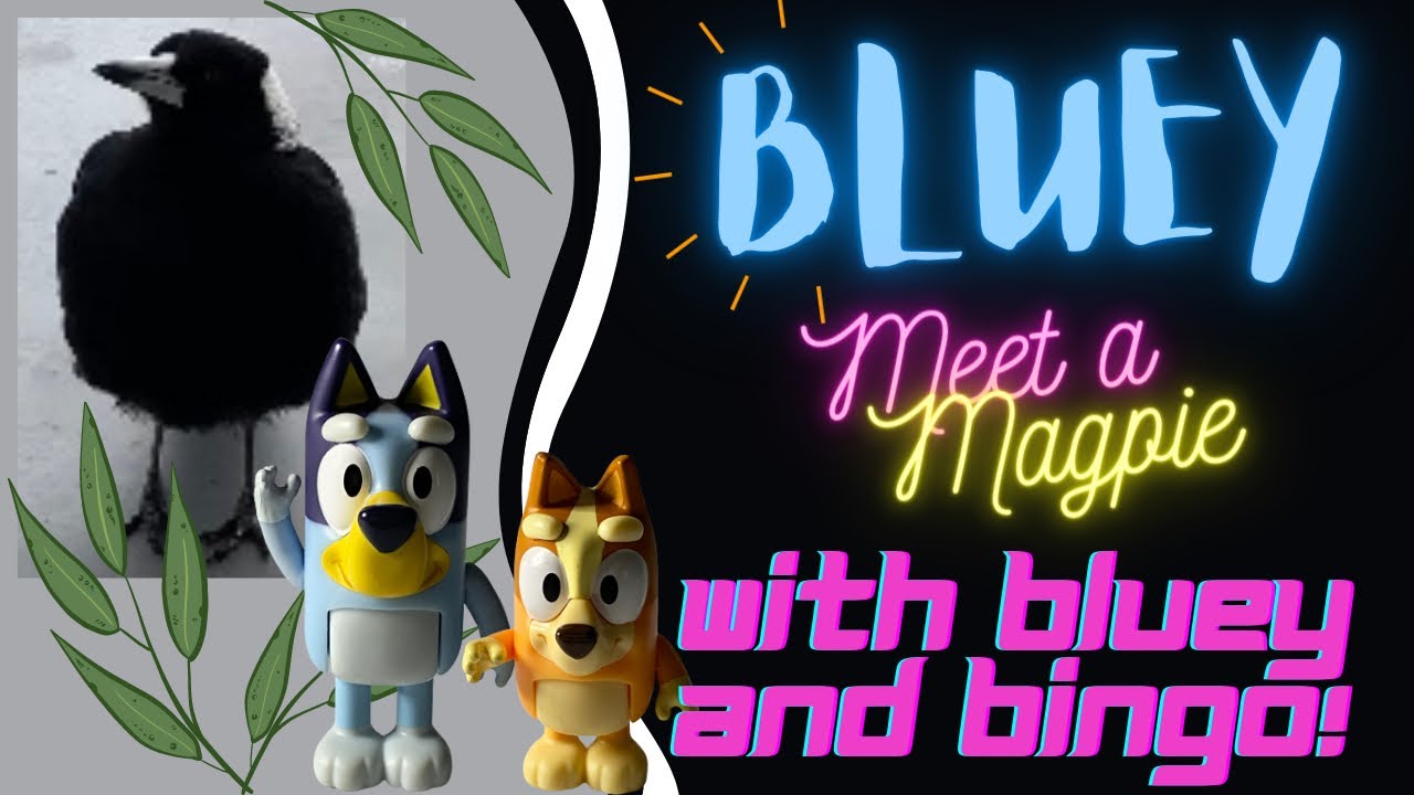 BLUEY and Bingo meet a magpie and give it a small treat! | Wild Bird ...