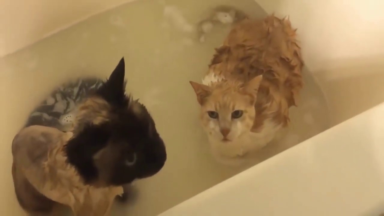 Cats Vs Water. Hilarious Cats Afraid Of Water - YouTube