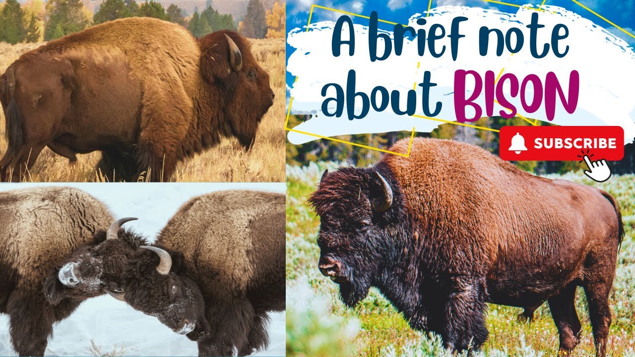 A brief note about bison - YouTube