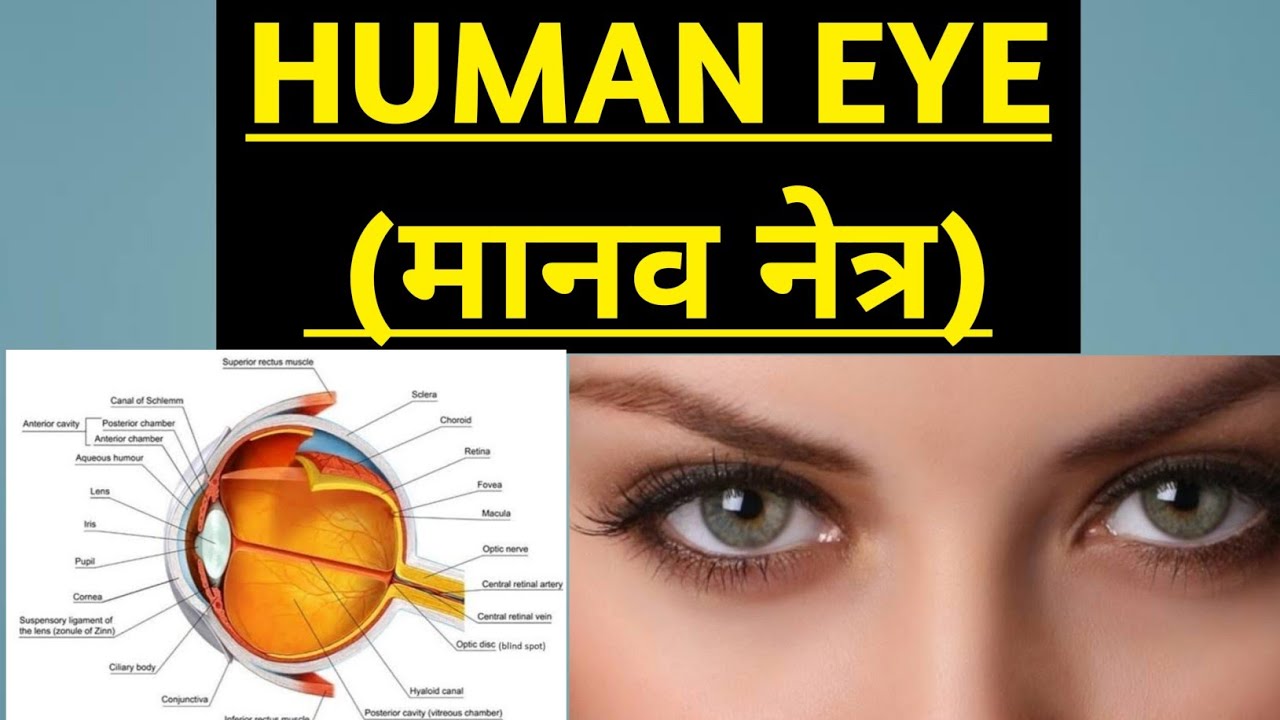 THE HUMAN EYE || Principal & construction of Eye || मानव नेत्र की ...