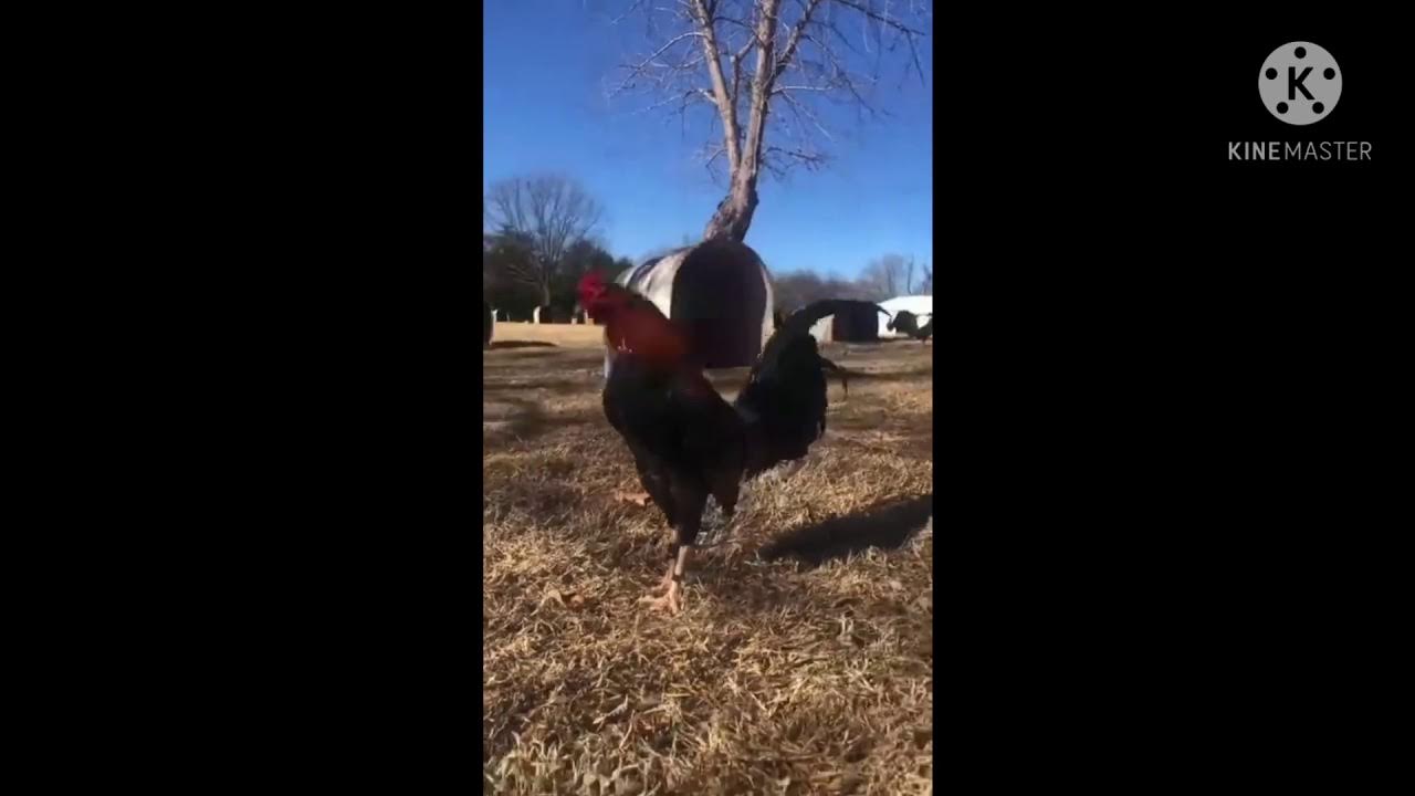 Gilliam gamefarm / Garry Gilliam for breeding purposes only - YouTube