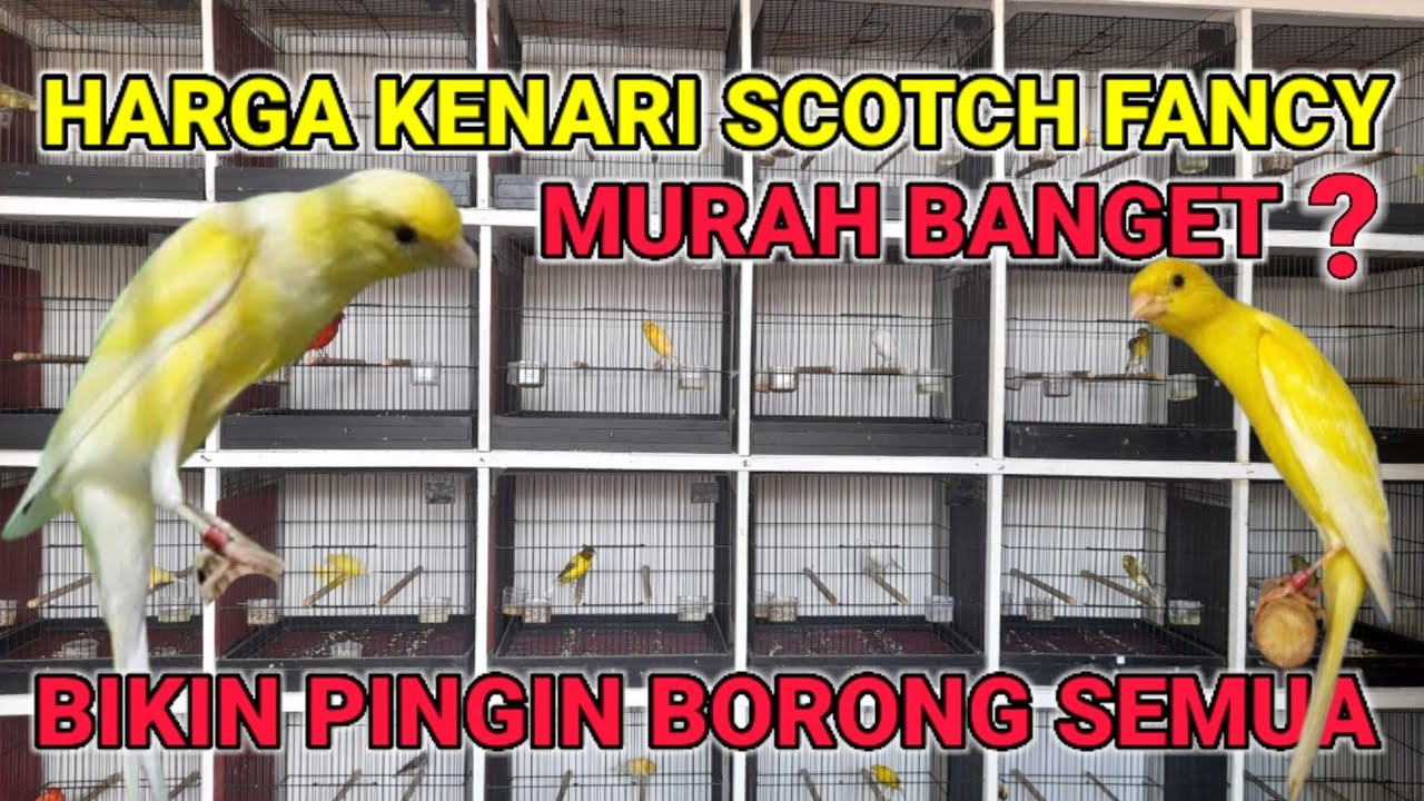HARGA Kenari SF Bikin Pingin Borong,Murah Banget !! #kenari # ...