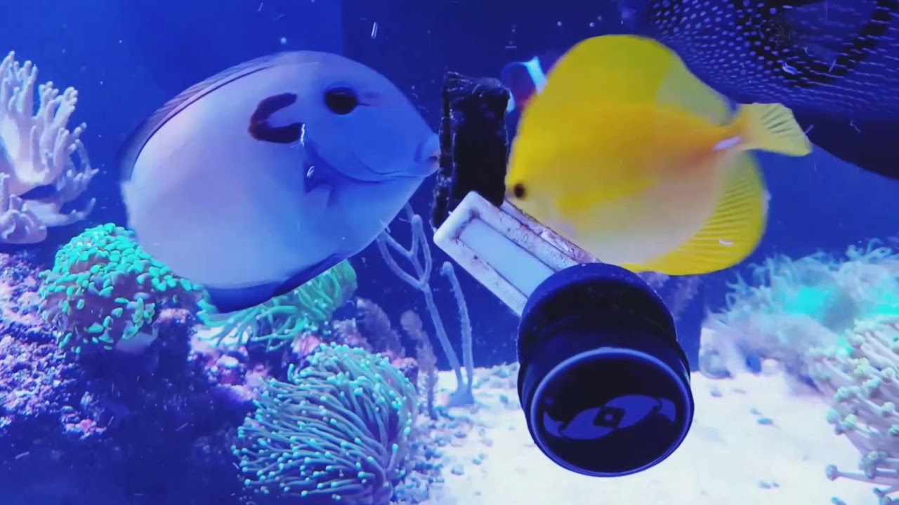 Tangtastic - YouTube