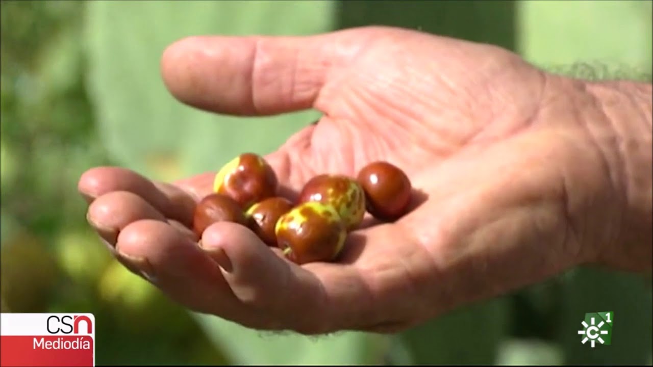 Recolección de azofaifa - YouTube