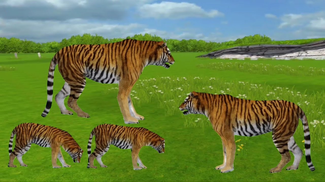 Animasi pertemuan keluarga harimau || animasi harimau || harimau lucu ...