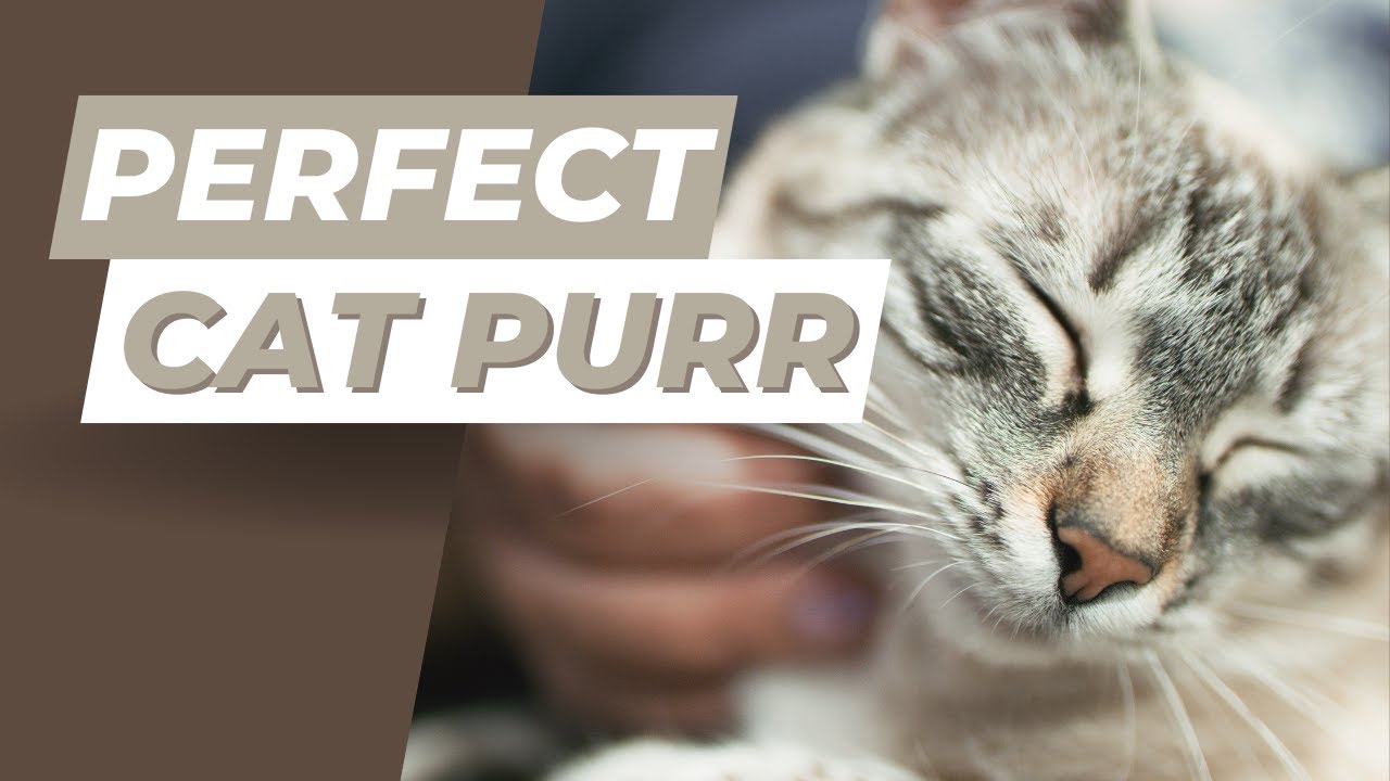 Relaxing Feline Purr | Perfect Cat Sounds (Loop) - YouTube