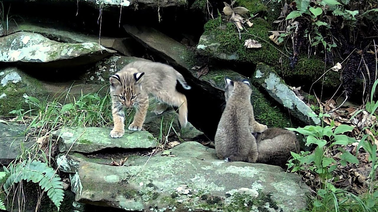 Adorable Bobcat Kittens Frolicking Outside Their Den! - YouTube