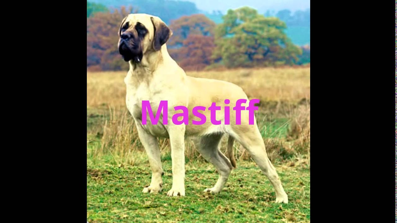 Variety of Dogs Breeds A-Z: Sign Of ALLAH!!! - YouTube