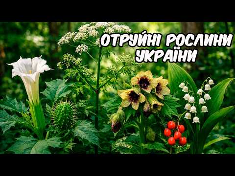 Отруйні рослини України: краса, що приховує небезпеку