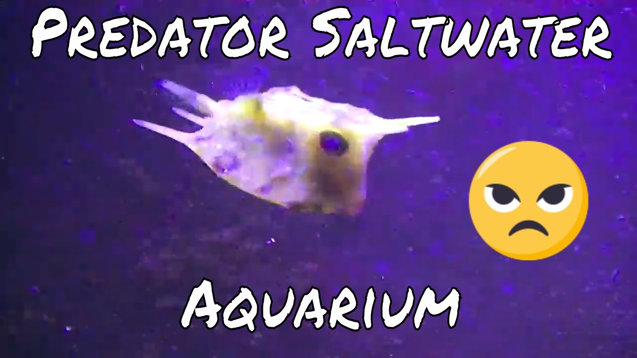 Predator Saltwater Aquarium Update - YouTube