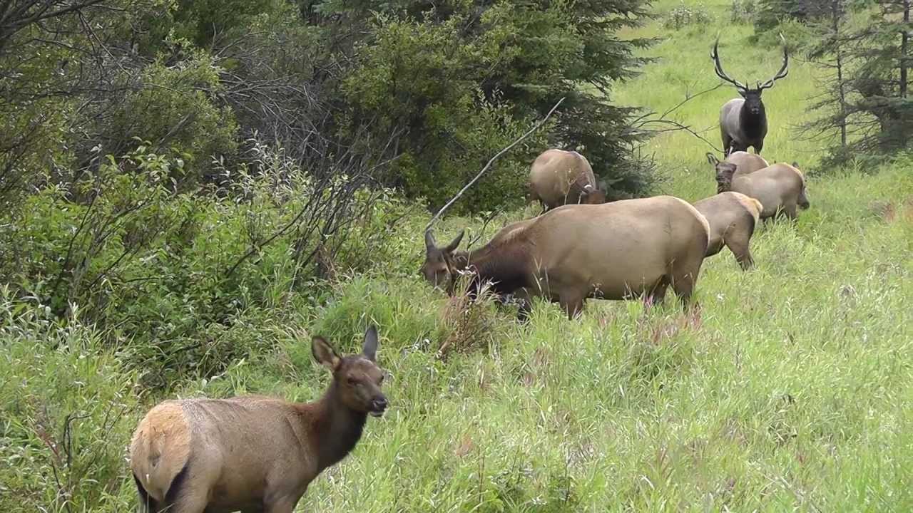 Elk Footage from northern BC and Alberta - YouTube