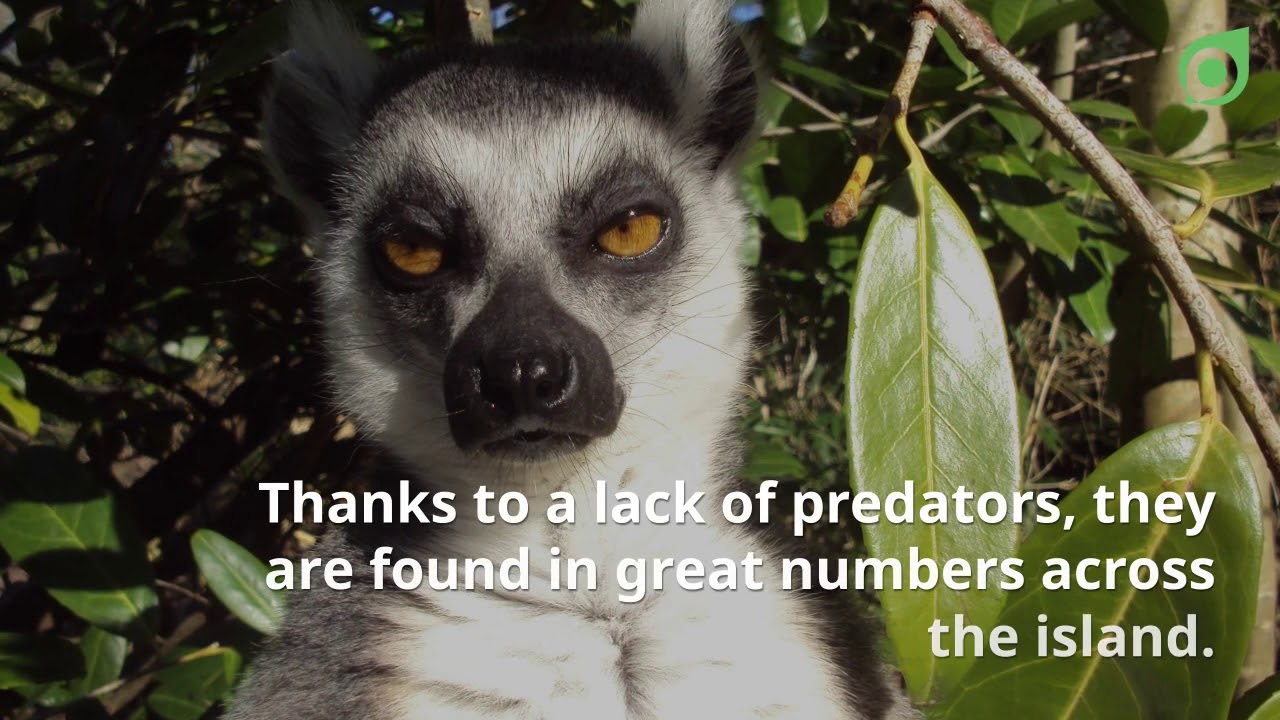 Africa's underrated animals - YouTube