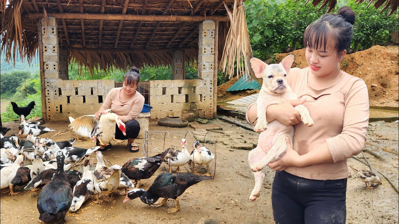 Buy another 100 USD French Bulldog, catch geese to sell, build a ...